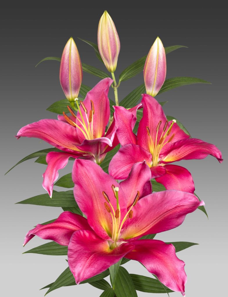 Aantal knoppen per bolmaat